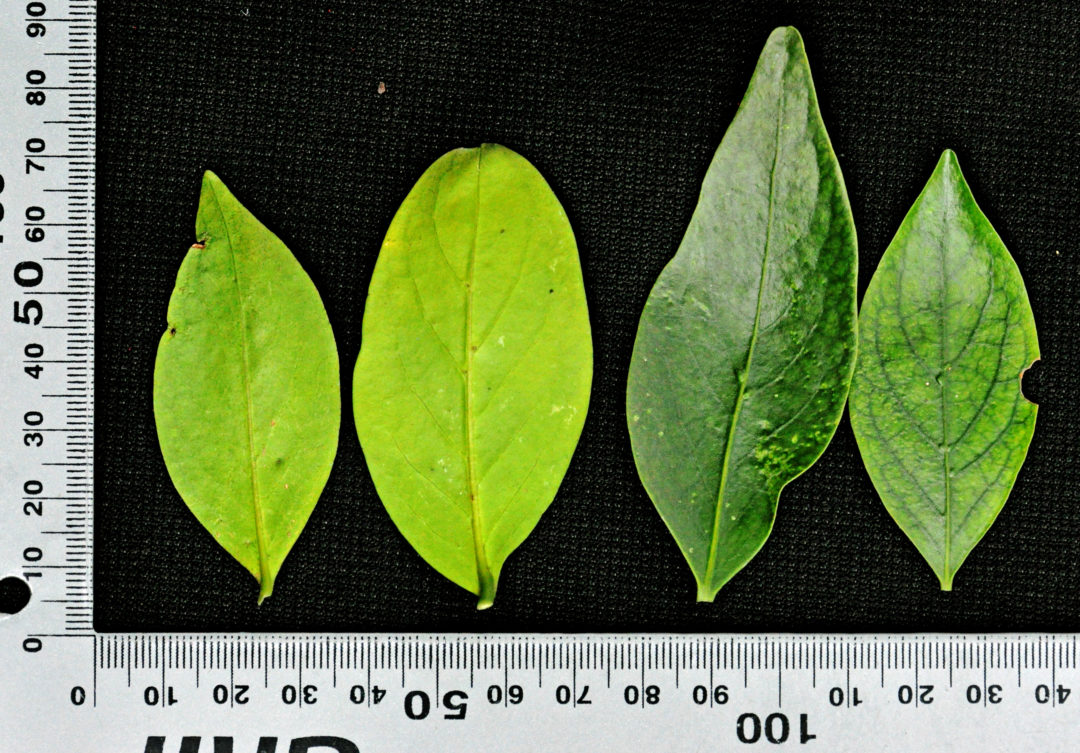 Rothmannia capensis | Tree SA