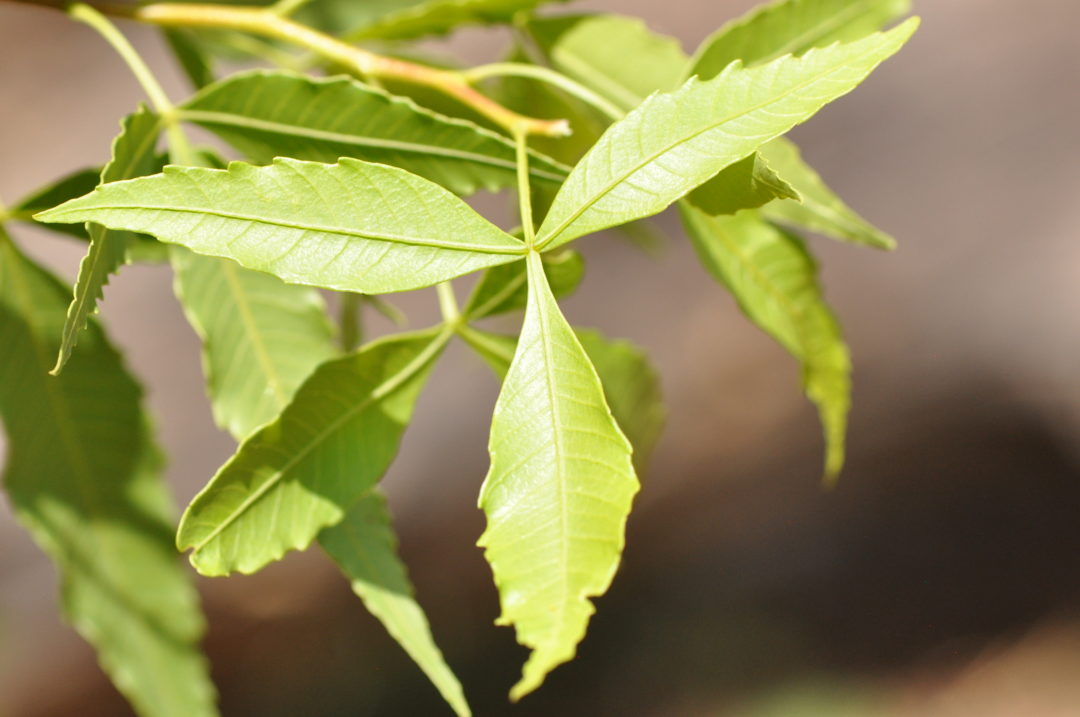 Searsia leptodictya | Tree SA