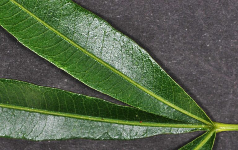 Searsia lancea | Tree SA