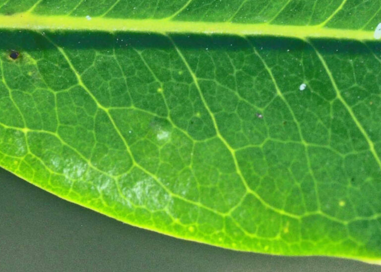 Warburgia salutaris | Tree SA