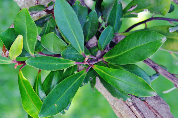 Rapanea melanophloeos | Tree SA