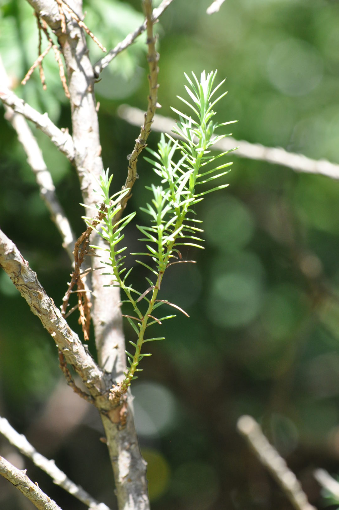 Widdringtonia nodiflora | Tree SA