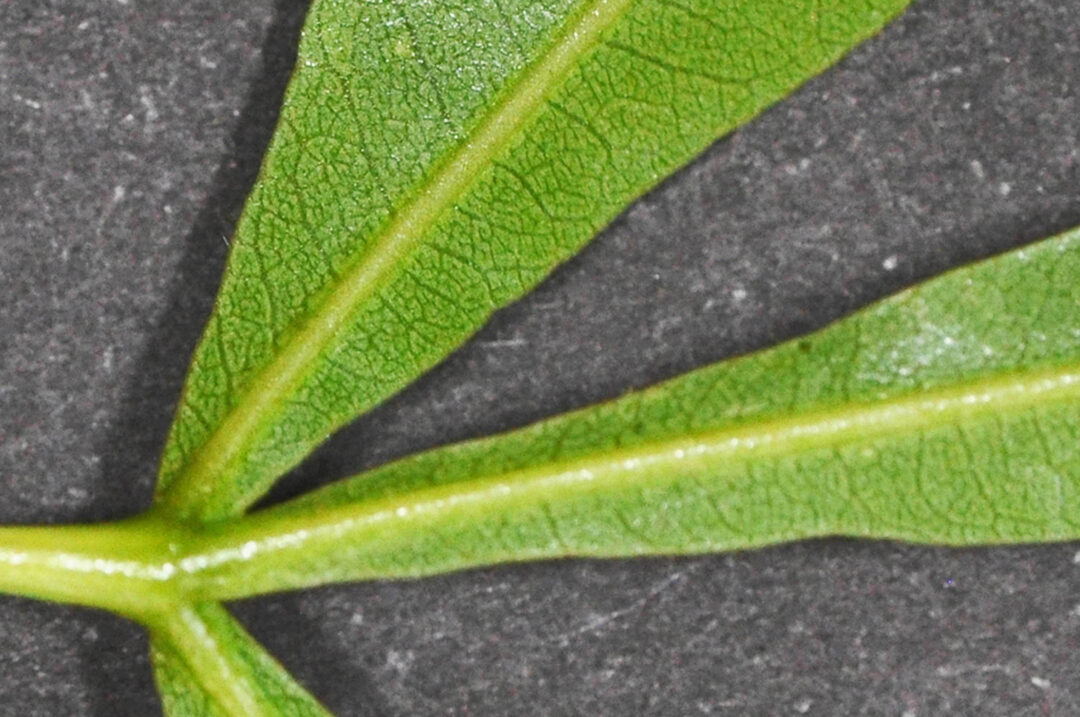 Searsia lancea | Tree SA