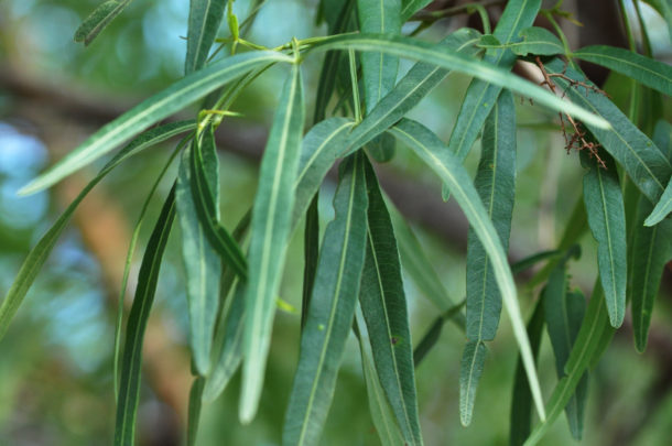 Searsia lancea | Tree SA