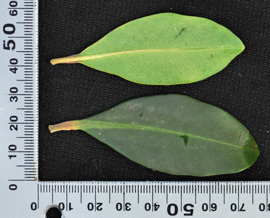 Rapanea melanophloeos | Tree SA
