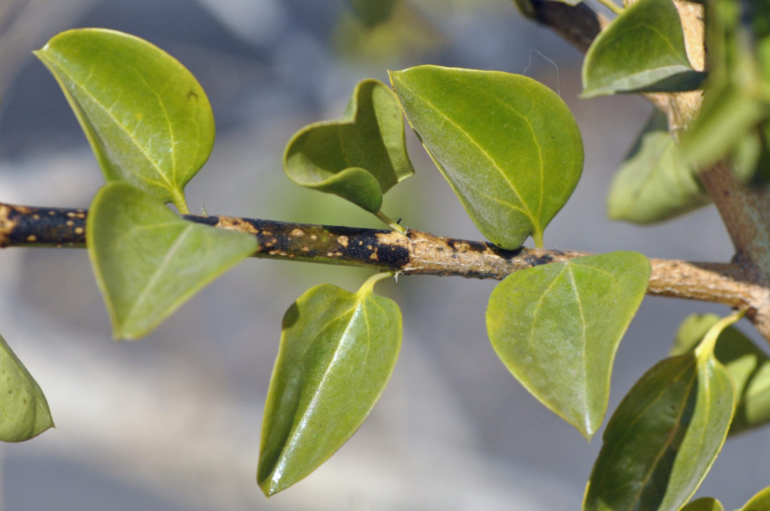 Strychnos madagascariensis | Tree SA