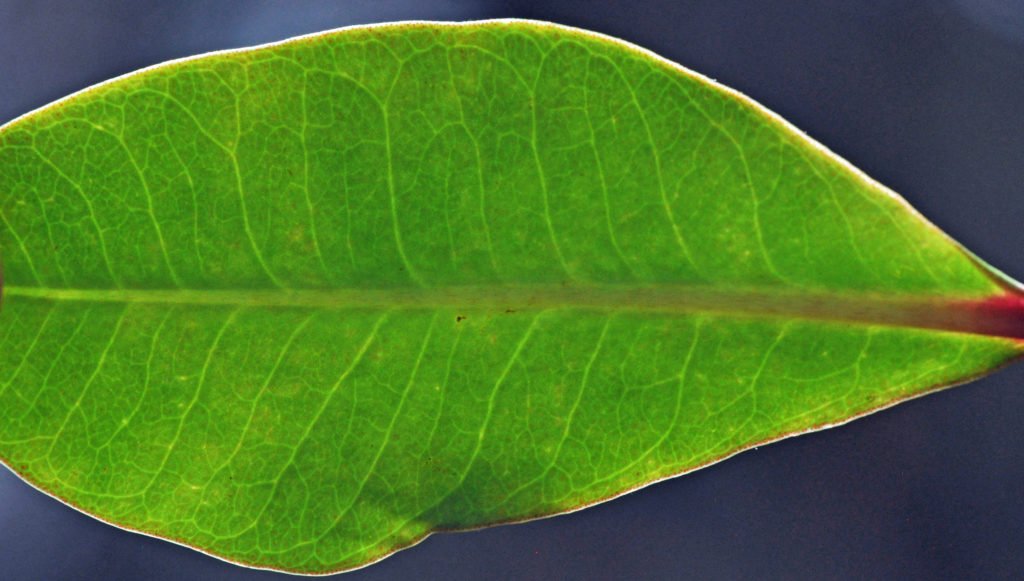 Rapanea melanophloeos | Tree SA