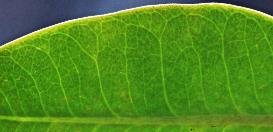 Rapanea melanophloeos | Tree SA
