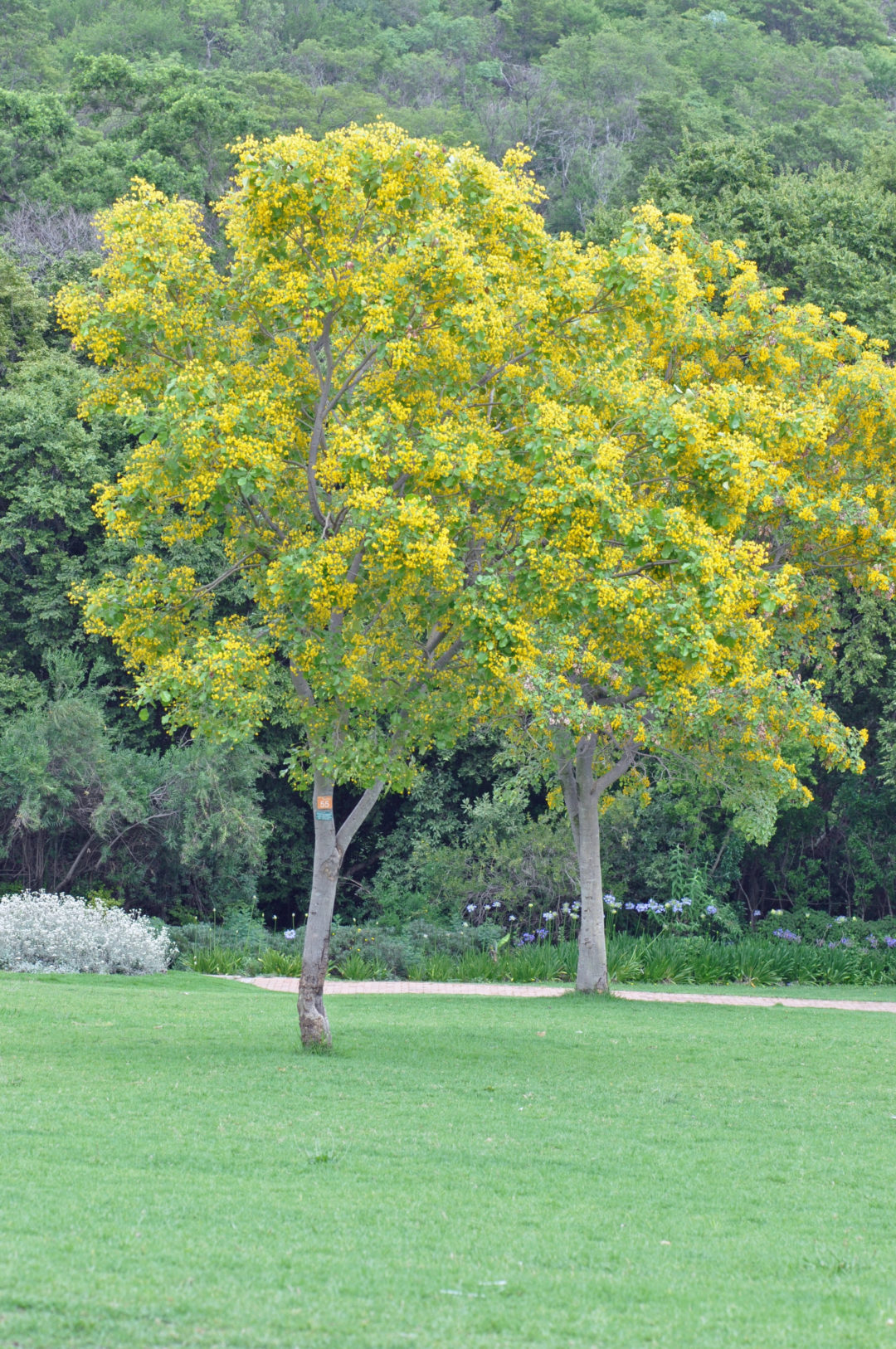 Pterocarpus rotundifolius | Tree SA