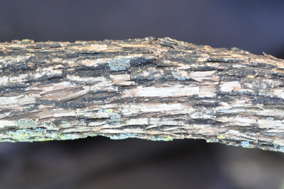 Tecomaria capensis | Tree SA