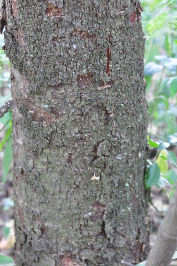Rothmannia capensis | Tree SA