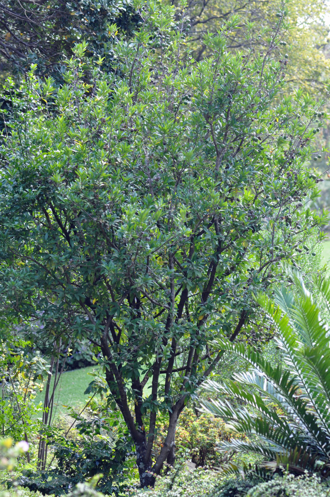 Rothmannia globosa | Tree SA