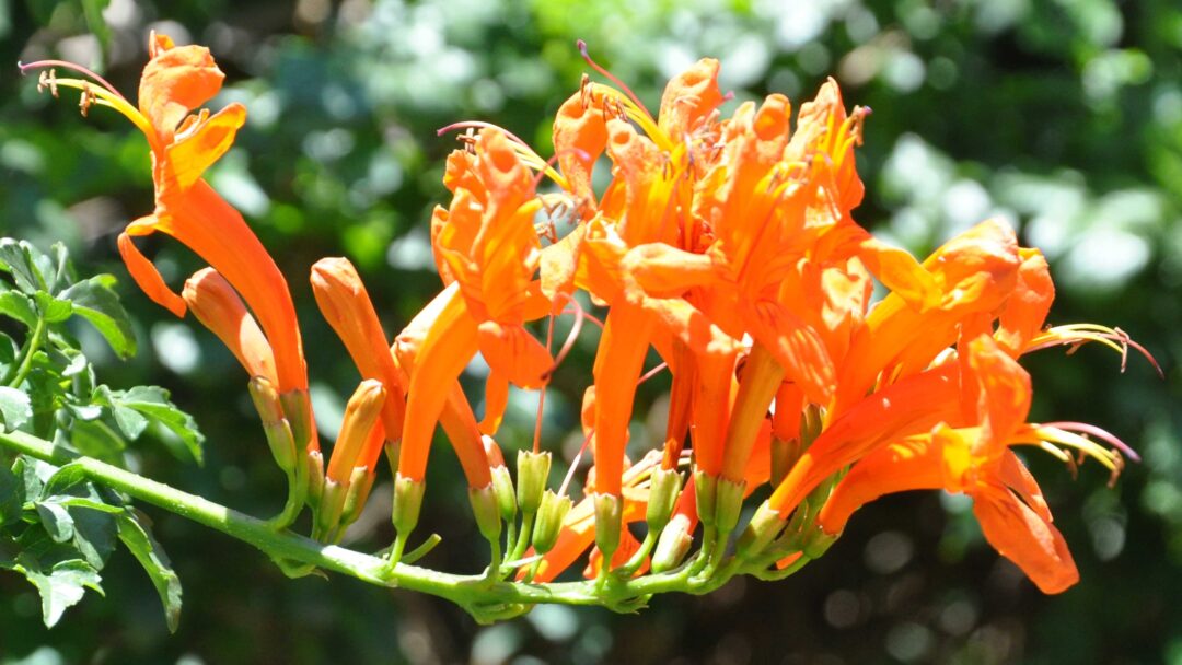 Tecomaria capensis | Tree SA