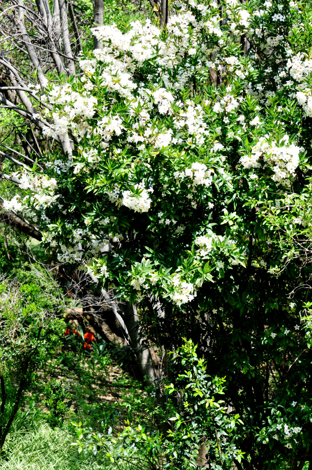Rothmannia globosa | Tree SA