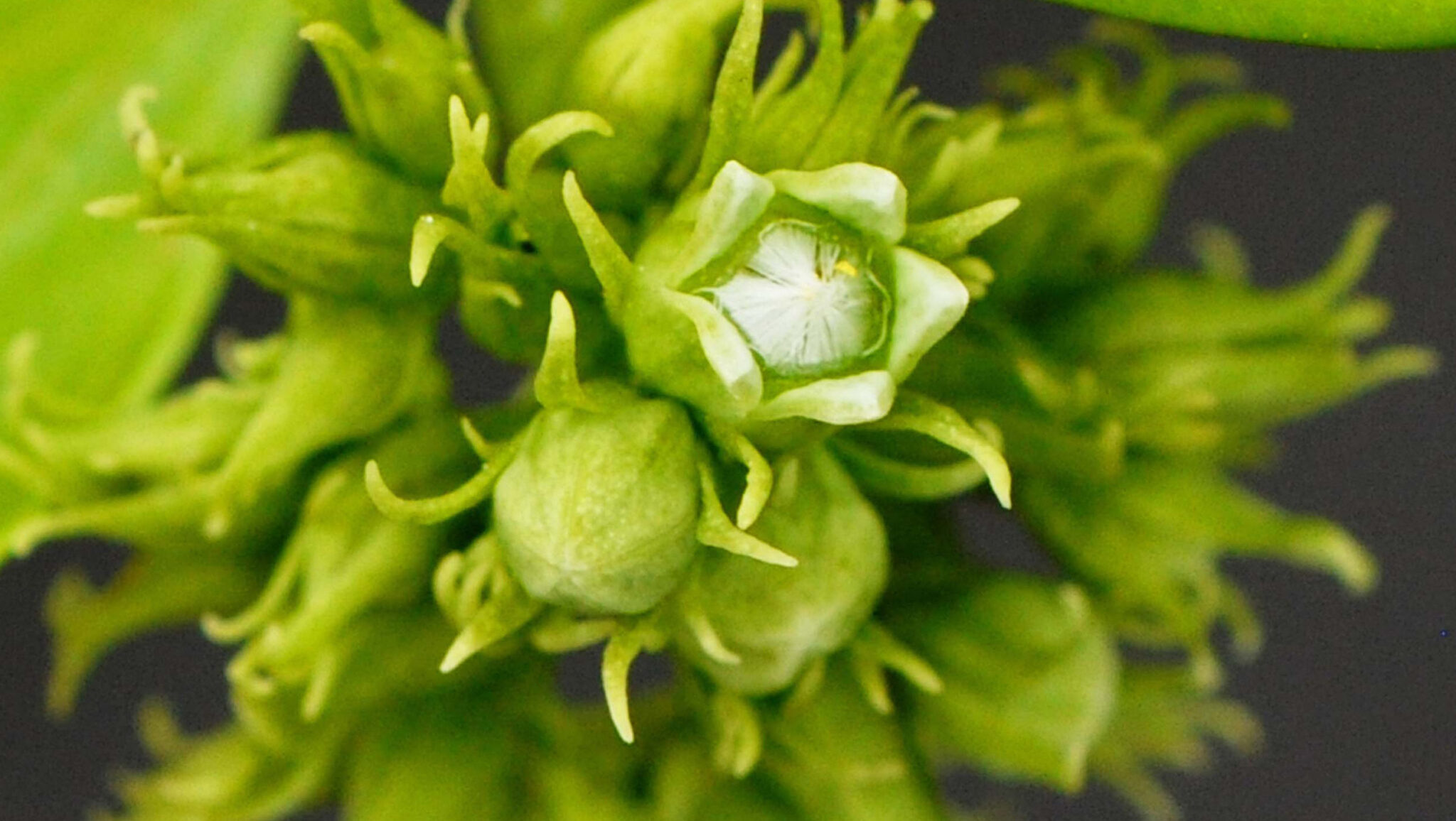 Strychnos madagascariensis | Tree SA
