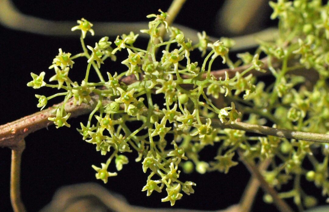 Searsia lancea | Tree SA