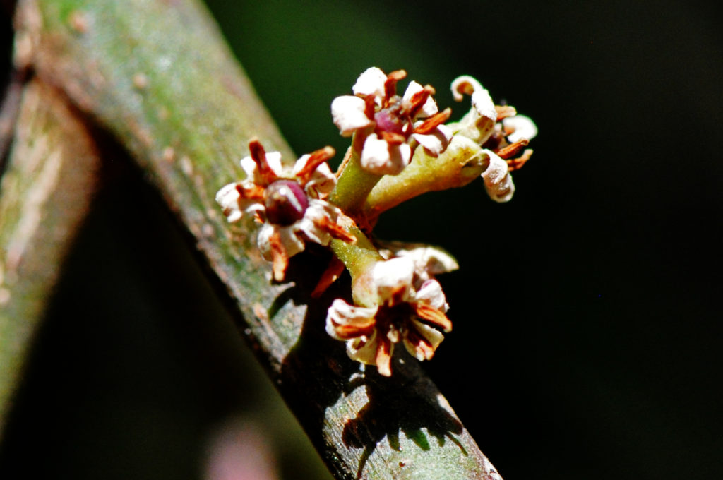 Rapanea melanophloeos | Tree SA