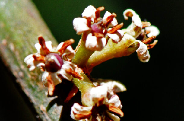 Rapanea melanophloeos | Tree SA