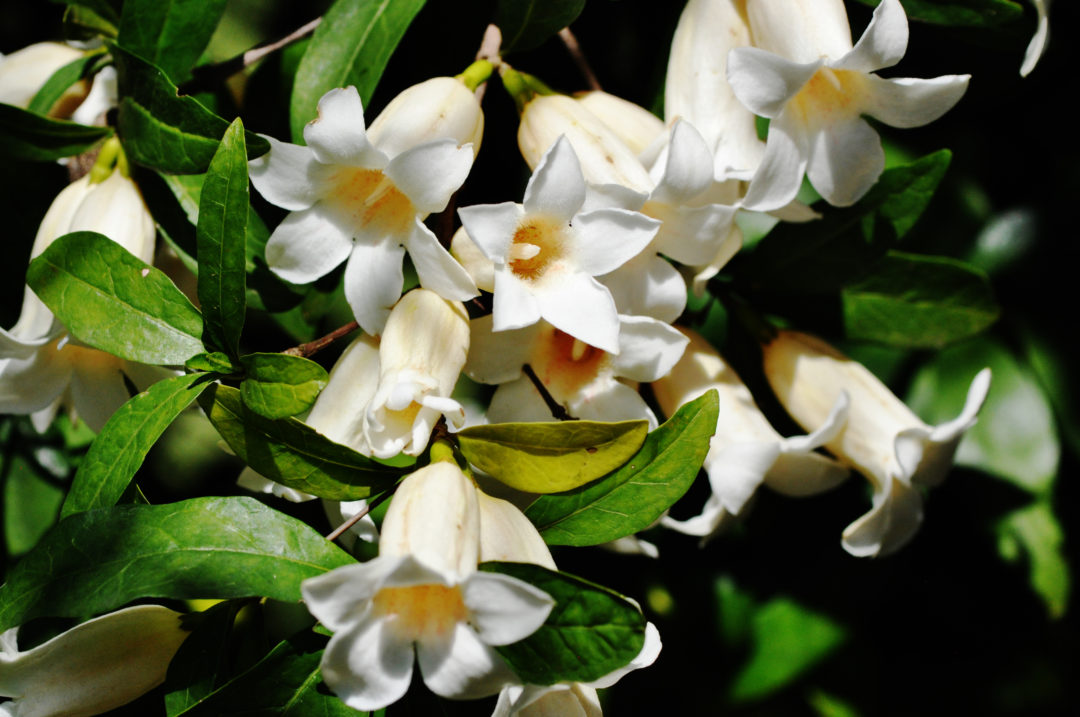 Rothmannia globosa | Tree SA