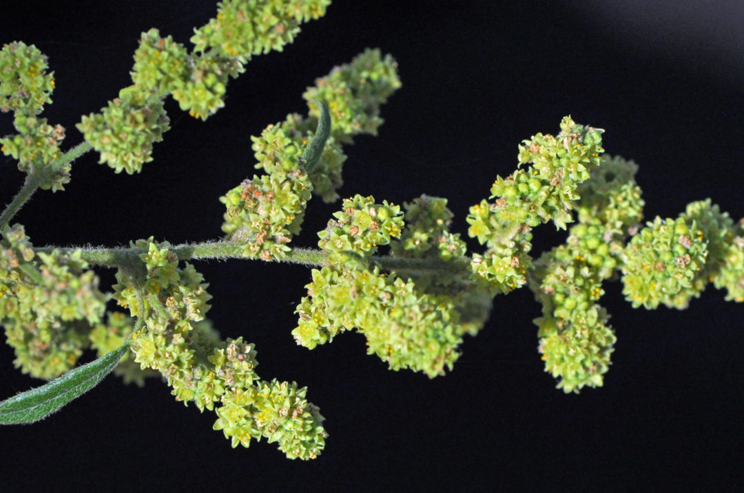 Searsia pyroides | Tree SA