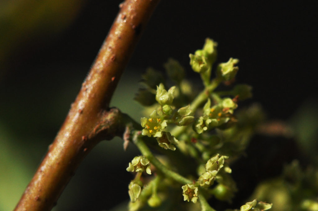 Searsia pendulina | Tree SA