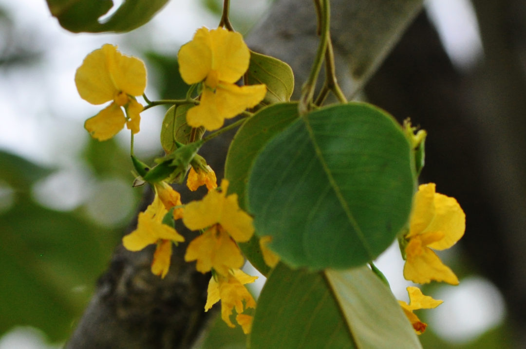 Pterocarpus rotundifolius | Tree SA