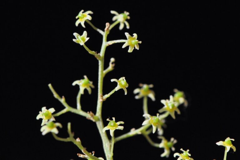 Searsia lancea | Tree SA