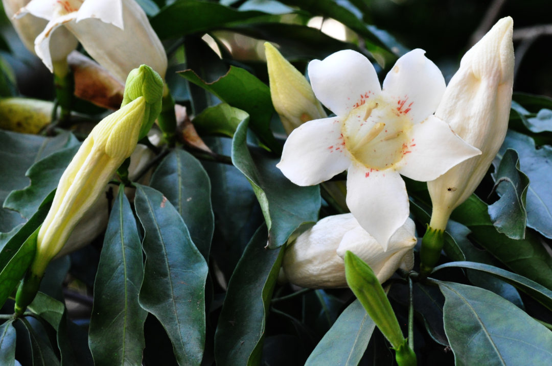 Rothmannia globosa | Tree SA