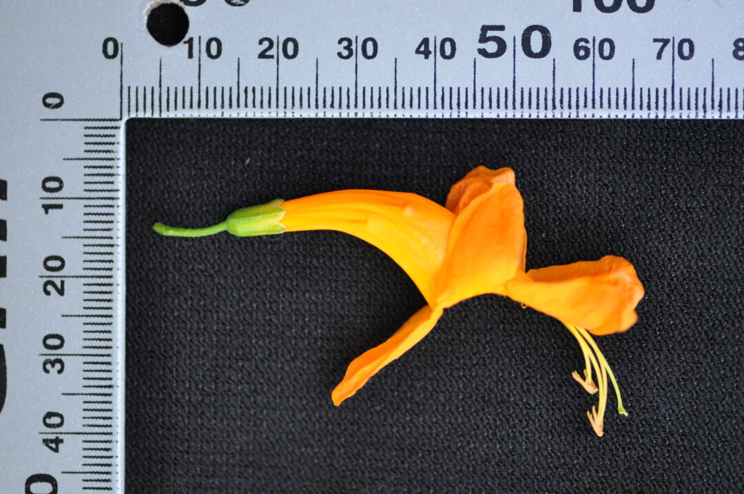 Tecomaria capensis | Tree SA