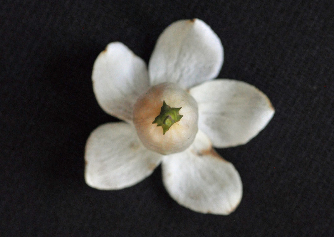 Rothmannia globosa | Tree SA