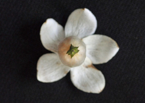 Rothmannia globosa | Tree SA