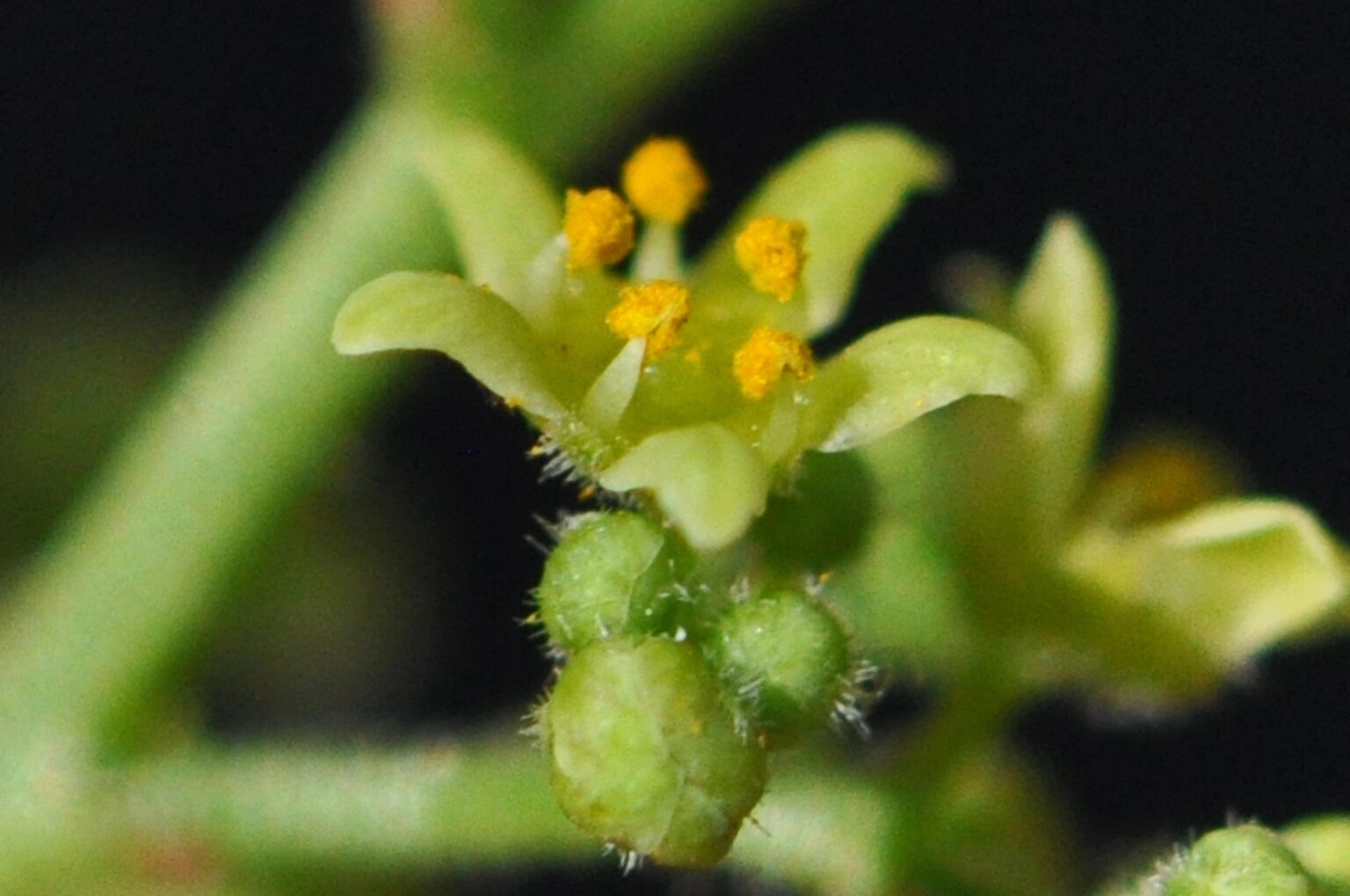 Searsia pendulina | Tree SA