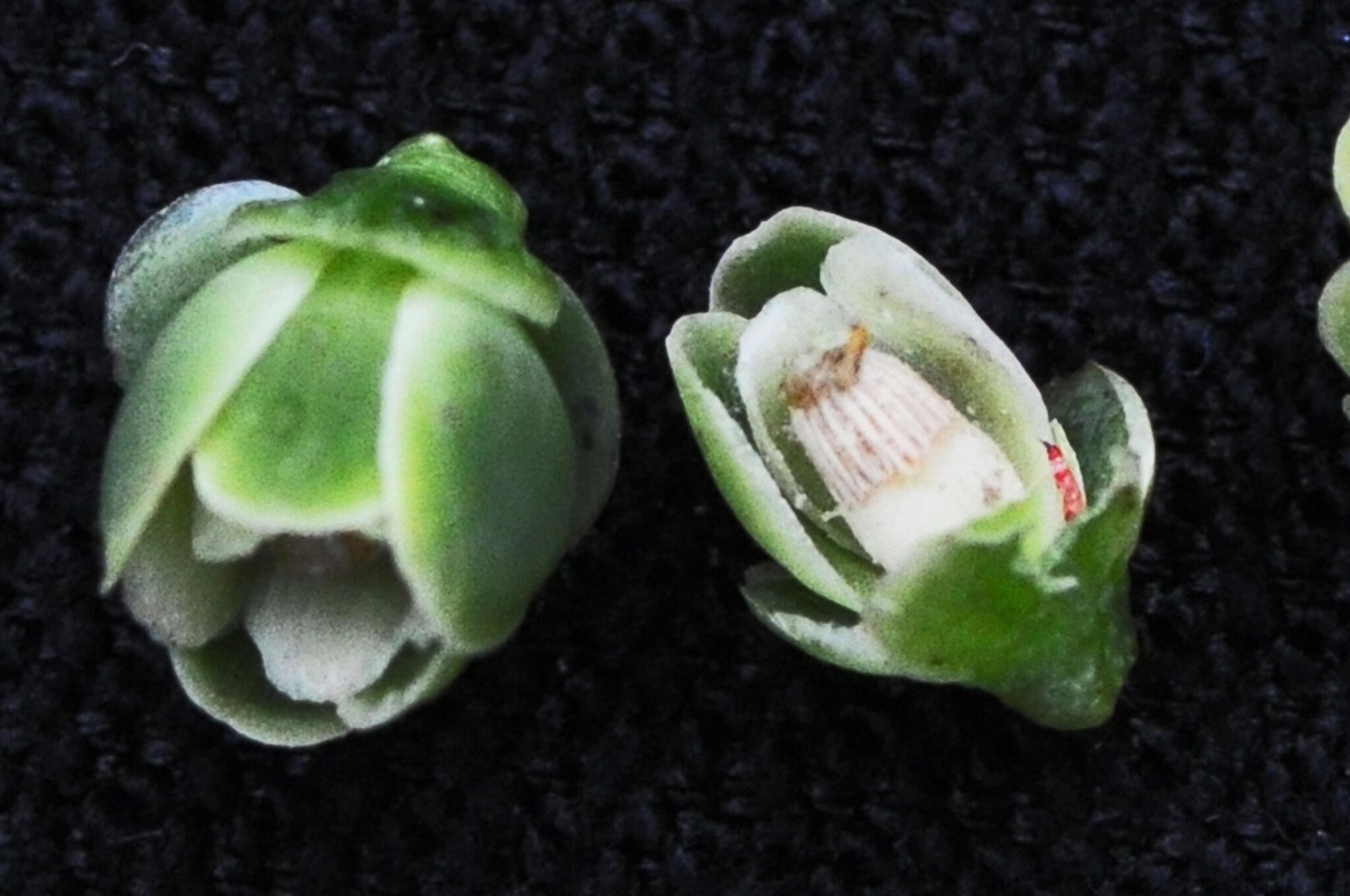 Warburgia salutaris | Tree SA
