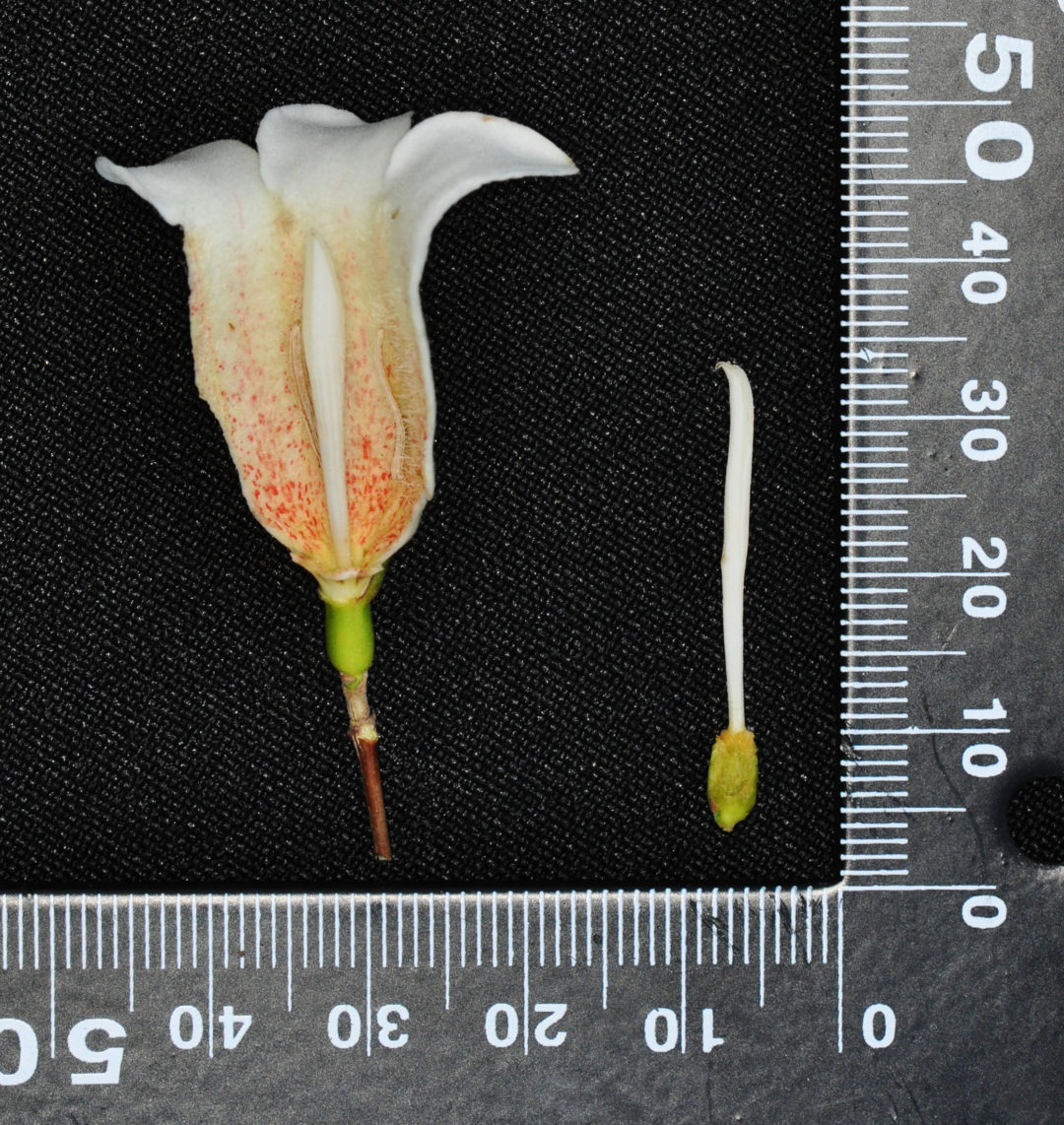 Rothmannia globosa | Tree SA