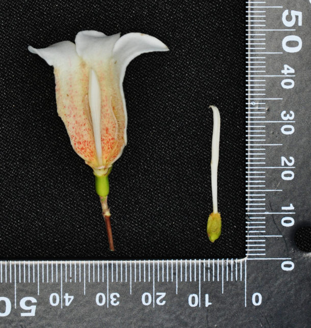 Rothmannia globosa | Tree SA