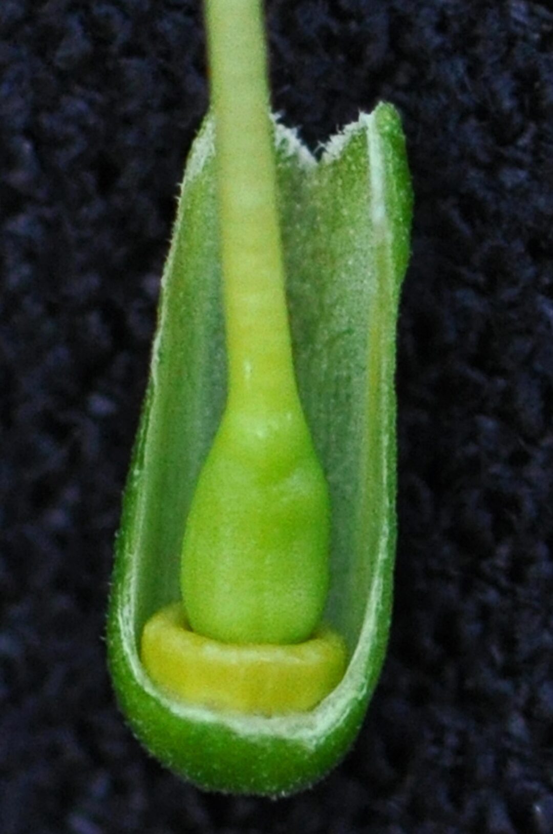 Tecomaria capensis | Tree SA