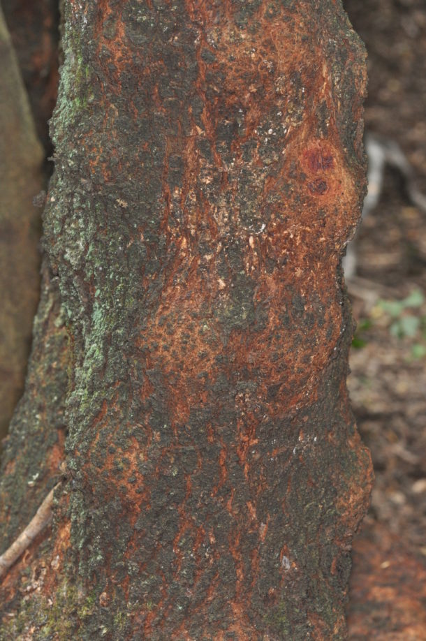 Searsia undulata | Tree SA