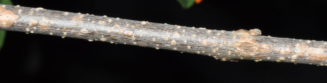 Tecomaria capensis | Tree SA