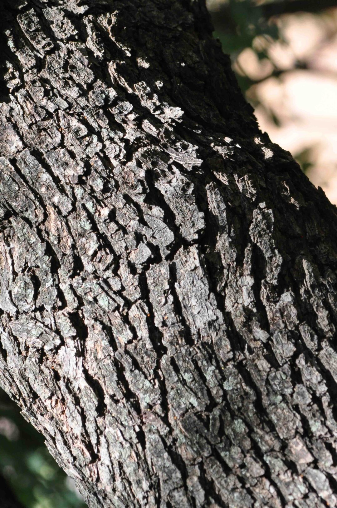 Searsia leptodictya | Tree SA