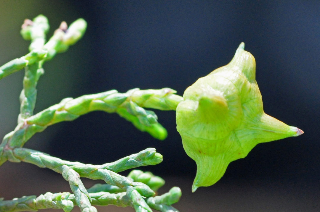 Widdringtonia nodiflora | Tree SA