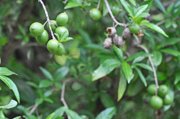 Rothmannia globosa | Tree SA