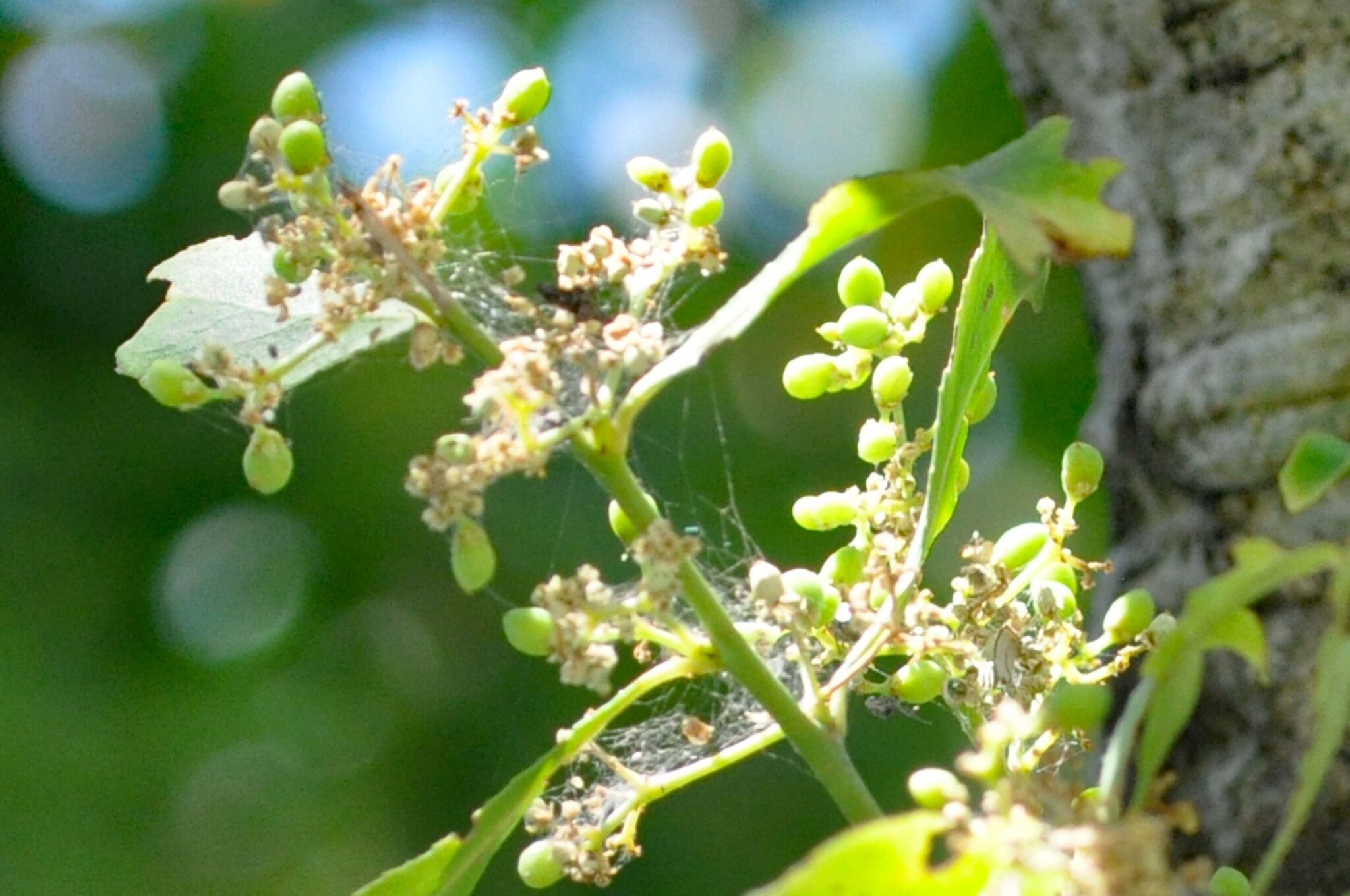 Strychnos madagascariensis | Tree SA