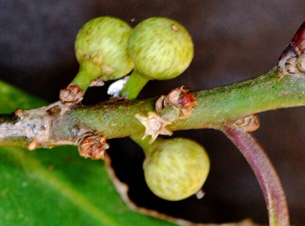 Rapanea melanophloeos | Tree SA