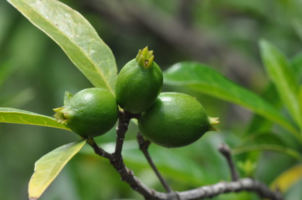 Rothmannia globosa | Tree SA