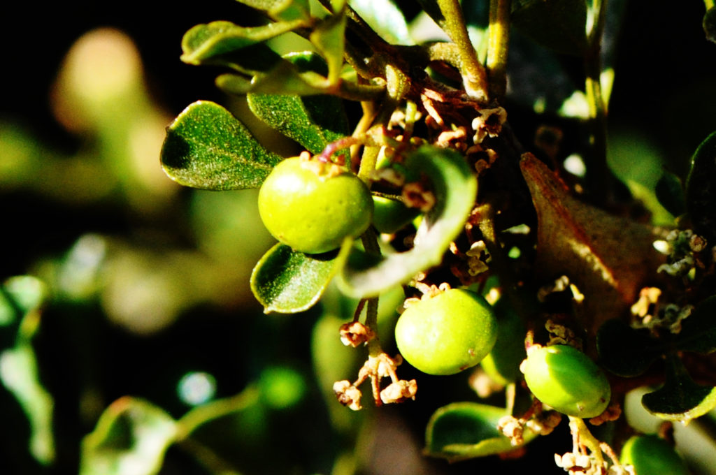 Searsia burchellii | Tree SA