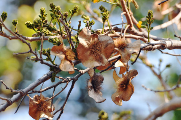 Pterocarpus angolensis | Tree SA