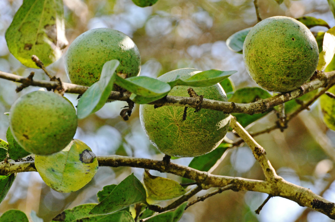 Strychnos madagascariensis | Tree SA
