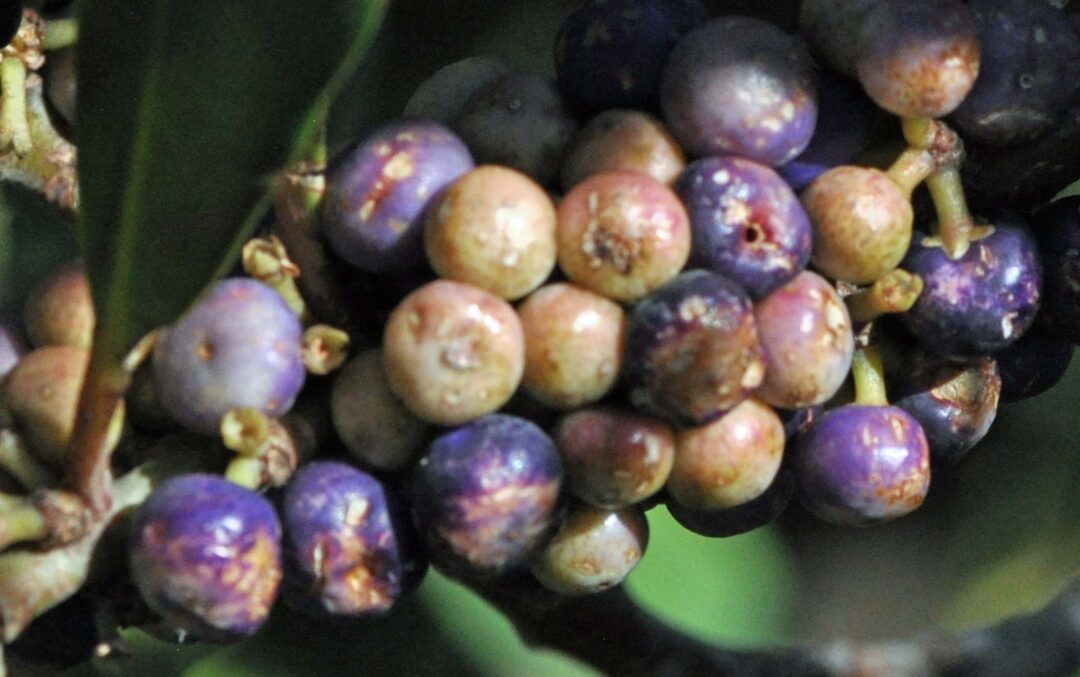 Rapanea melanophloeos | Tree SA