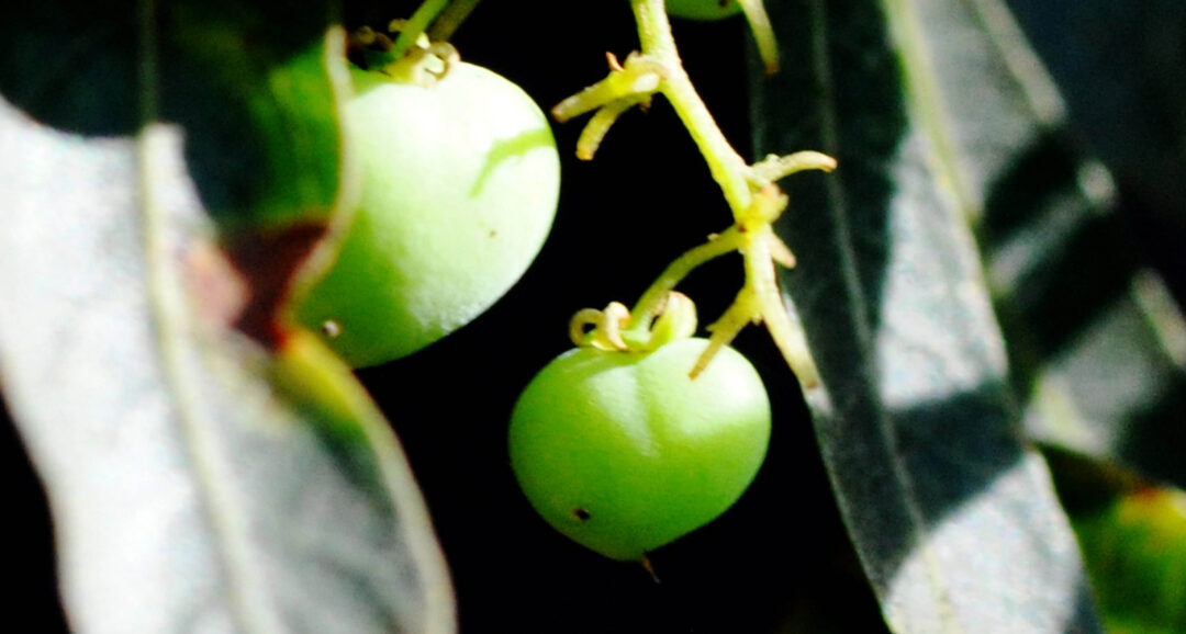 Searsia lancea | Tree SA