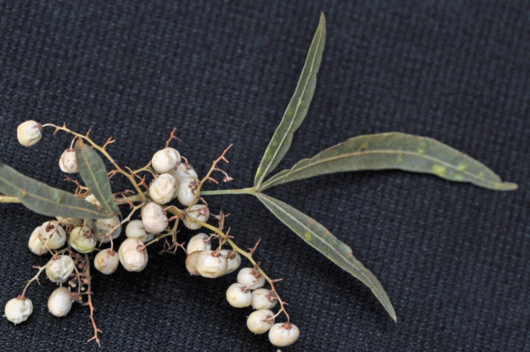 Searsia lancea | Tree SA